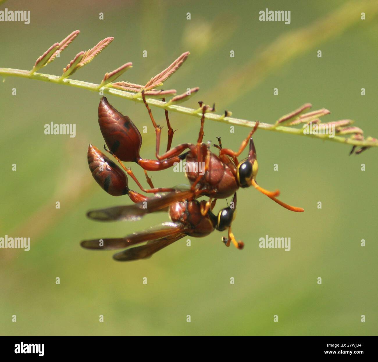 Conoideum hi-res stock photography and images - Alamy