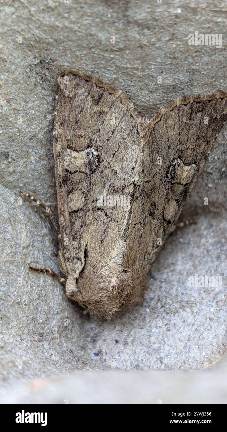 Sordens hi-res stock photography and images - Alamy