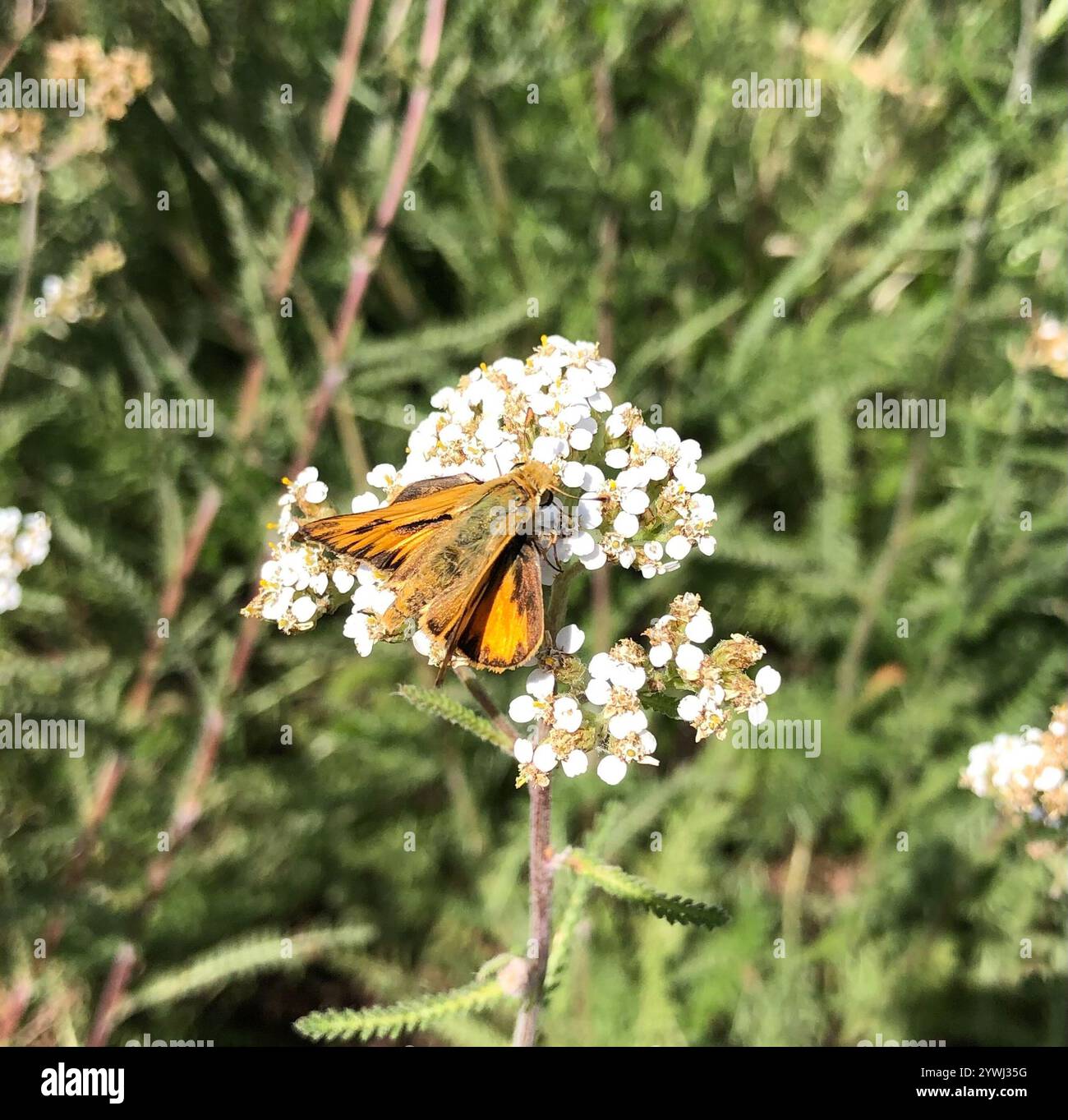 Fiery Skipper (Hylephila phyleus Stock Photo - Alamy