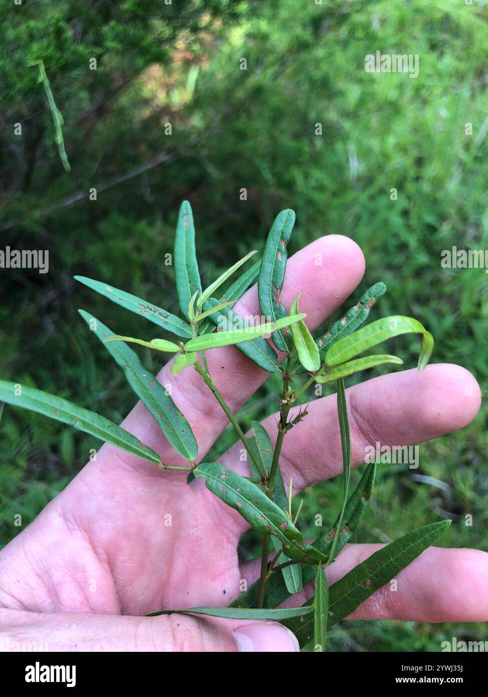 panicled ticktrefoil (Desmodium paniculatum Stock Photo - Alamy