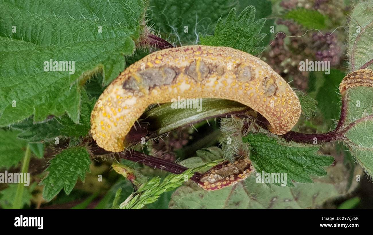 Nettle Clustercup Rust fungus (Puccinia urticata Stock Photo - Alamy