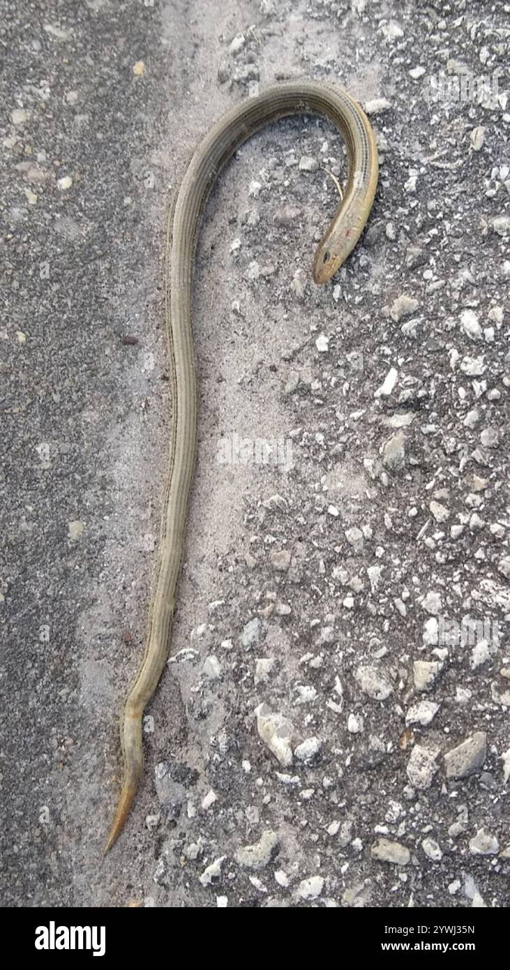 Eastern Glass Lizard (Ophisaurus ventralis Stock Photo - Alamy