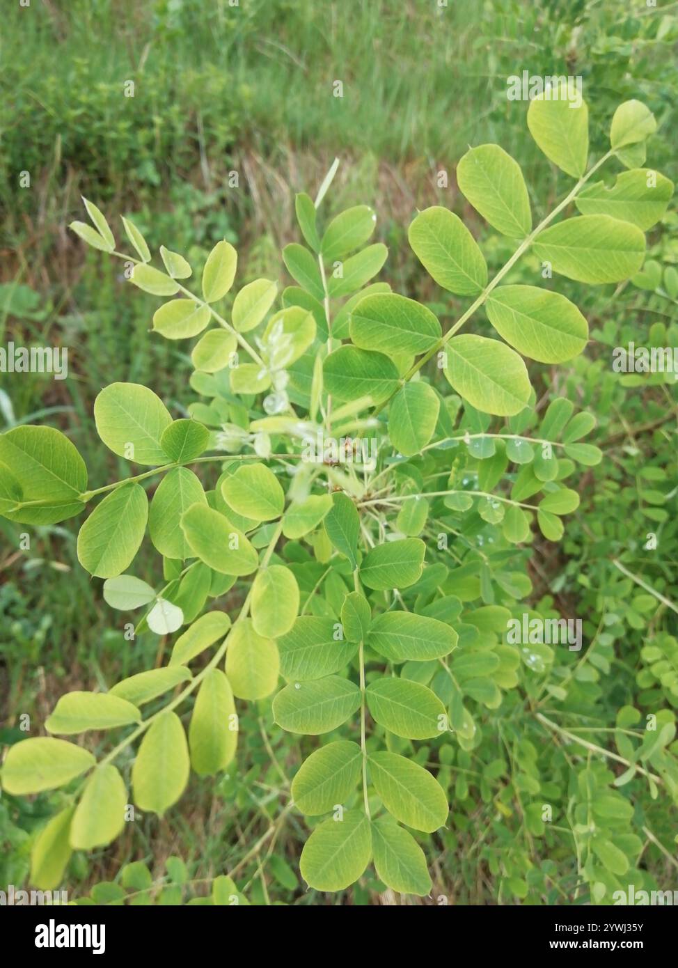 Siberian peashrub (Caragana arborescens Stock Photo - Alamy
