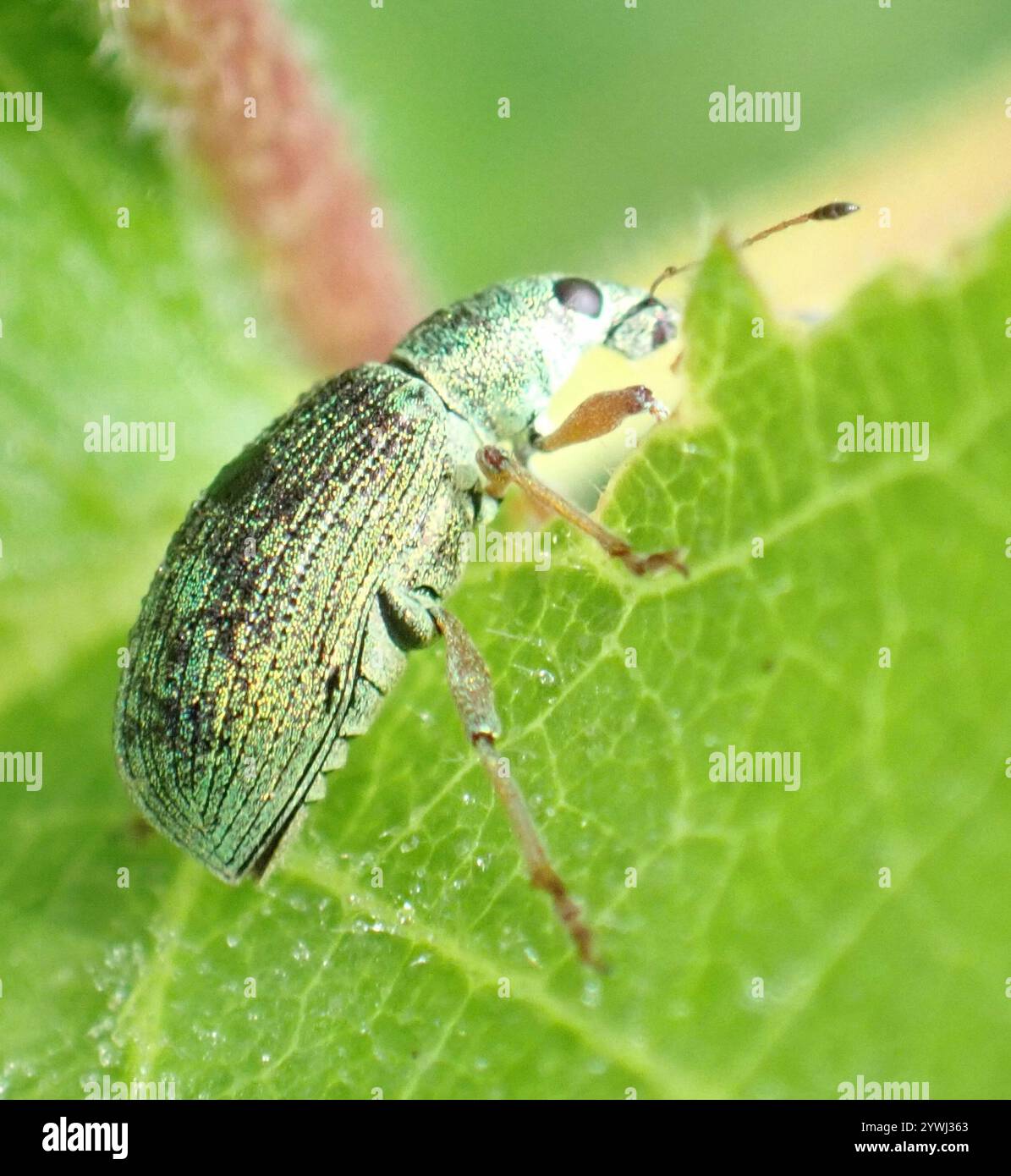 Green Immigrant Leaf Weevil (Polydrusus formosus Stock Photo - Alamy