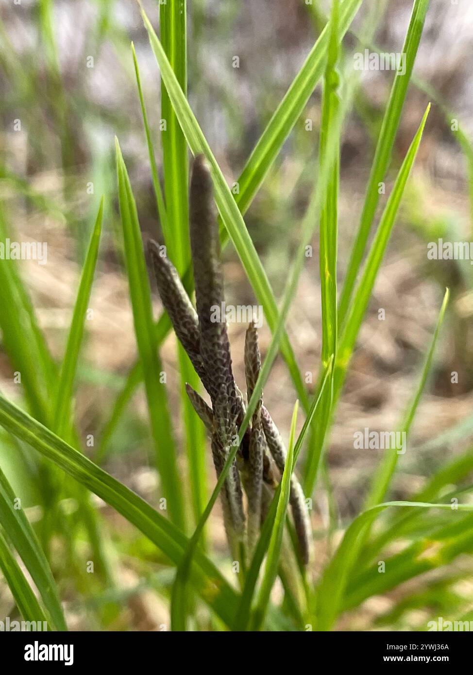 water sedge (Carex aquatilis Stock Photo - Alamy