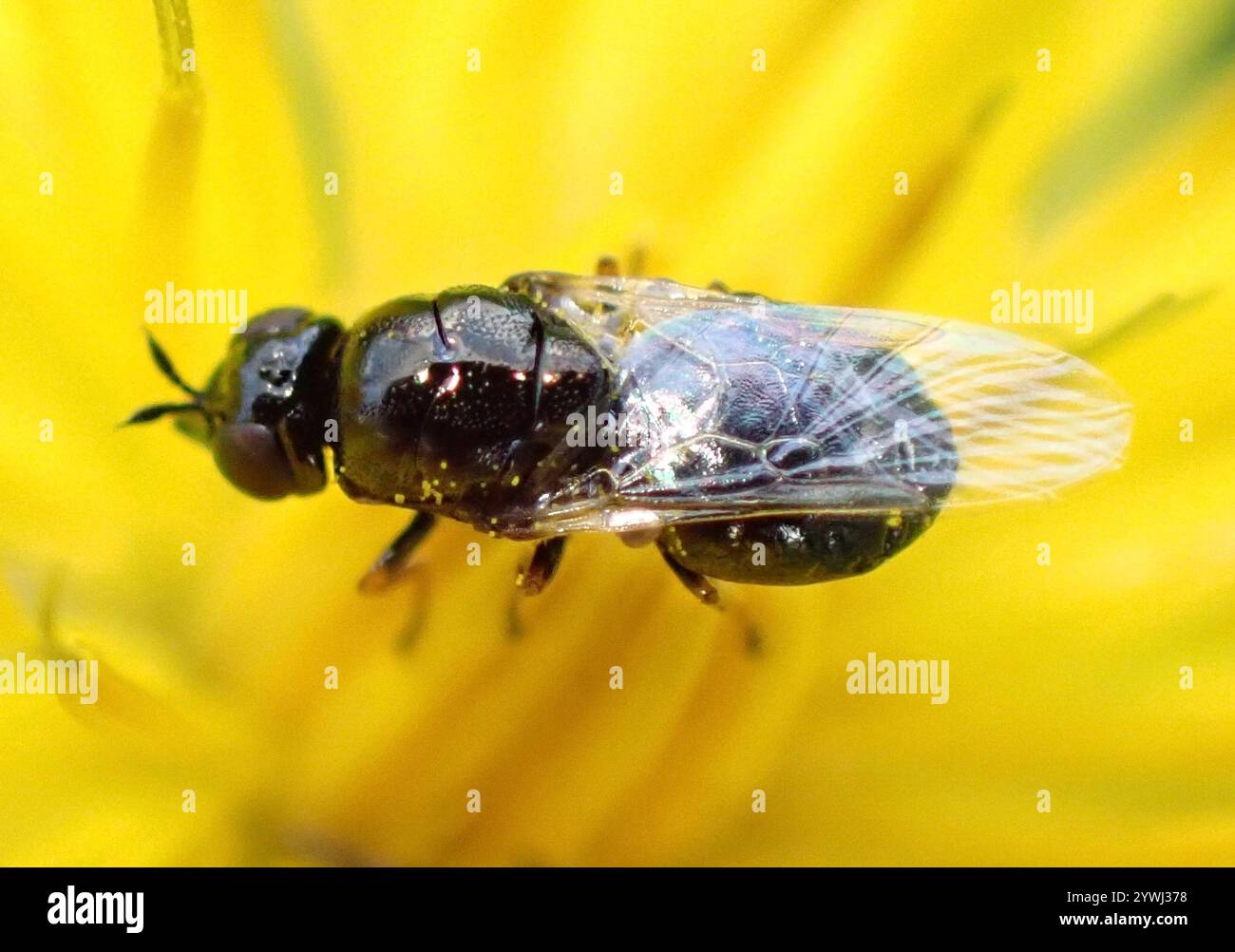 All-black Snout (Nemotelus nigrinus Stock Photo - Alamy