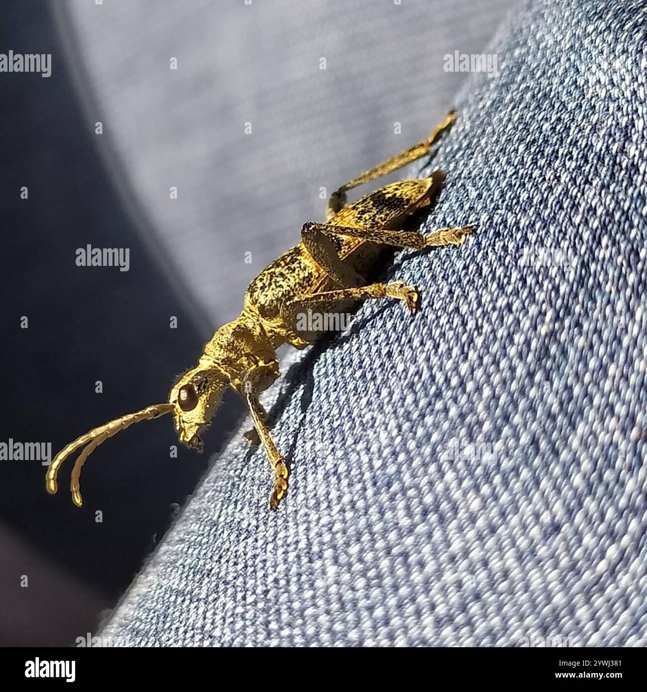 Blackspotted Longhorn Beetle (Rhagium mordax Stock Photo - Alamy