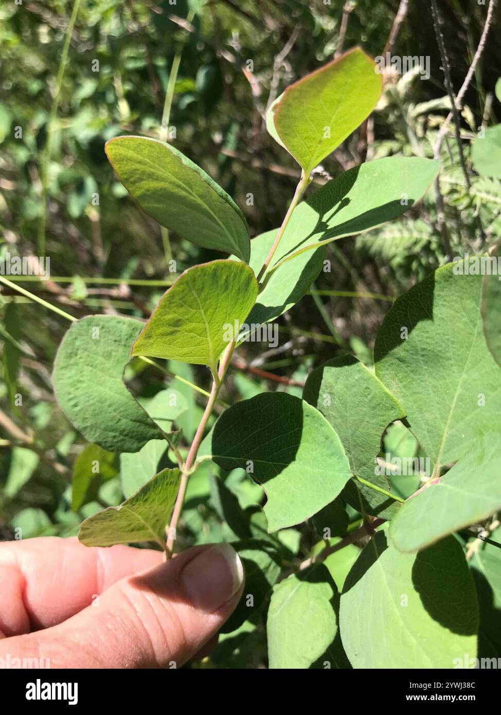 Western Snowberry (Symphoricarpos occidentalis Stock Photo - Alamy