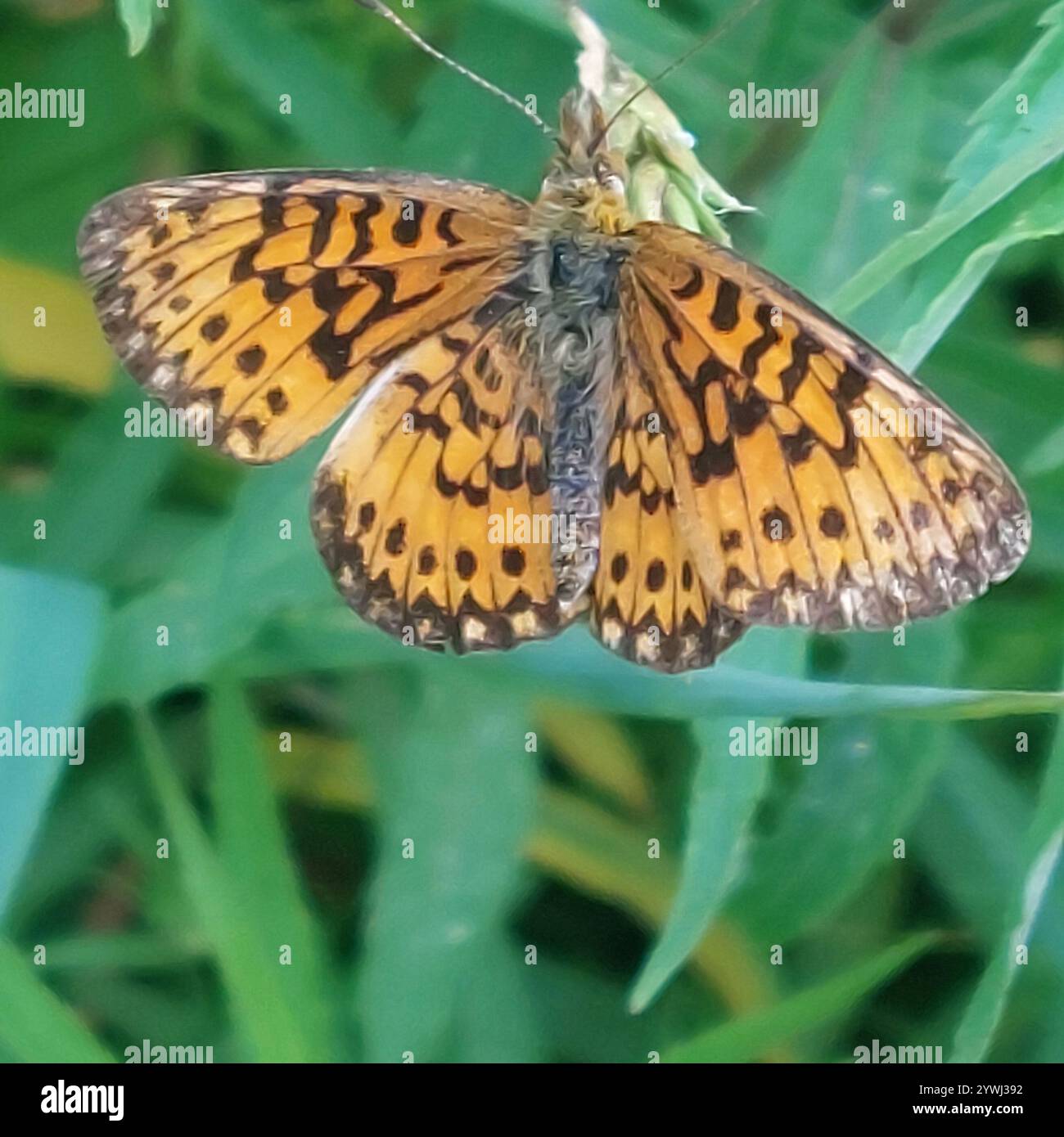 American Silver-bordered Fritillary (Boloria myrina Stock Photo - Alamy