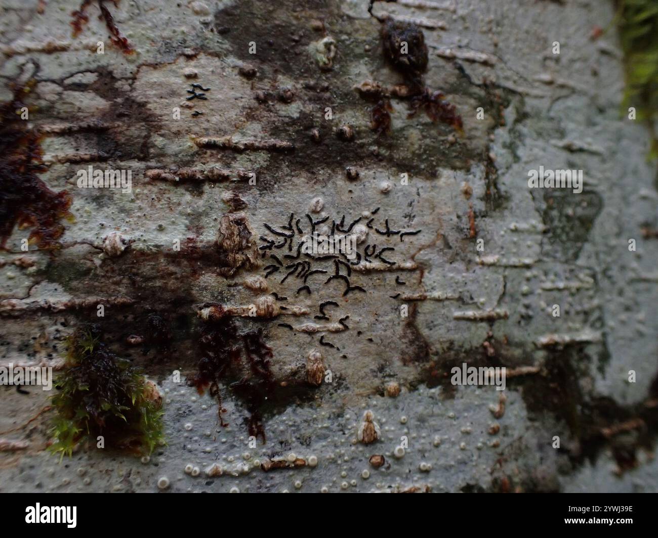 Common Script Lichen (Graphis scripta Stock Photo - Alamy