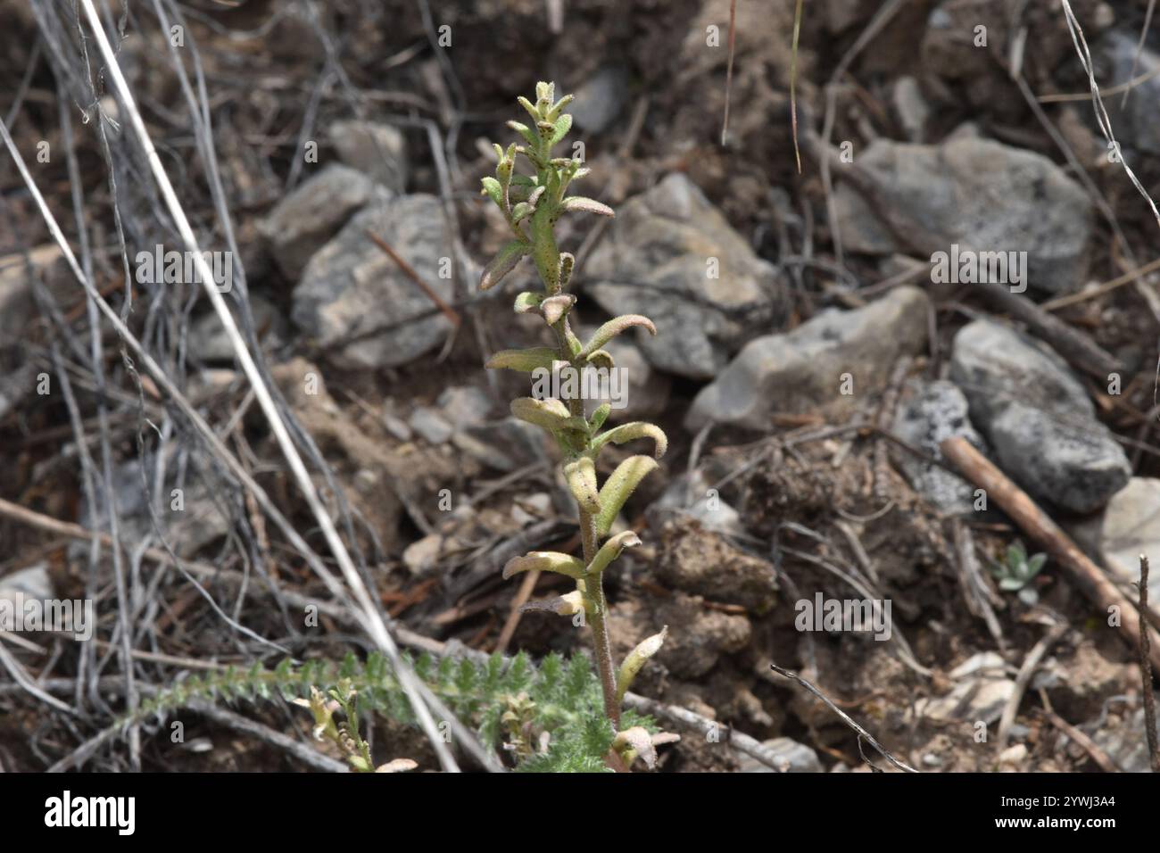 Mustard Flower Rust (Puccinia monoica Stock Photo - Alamy
