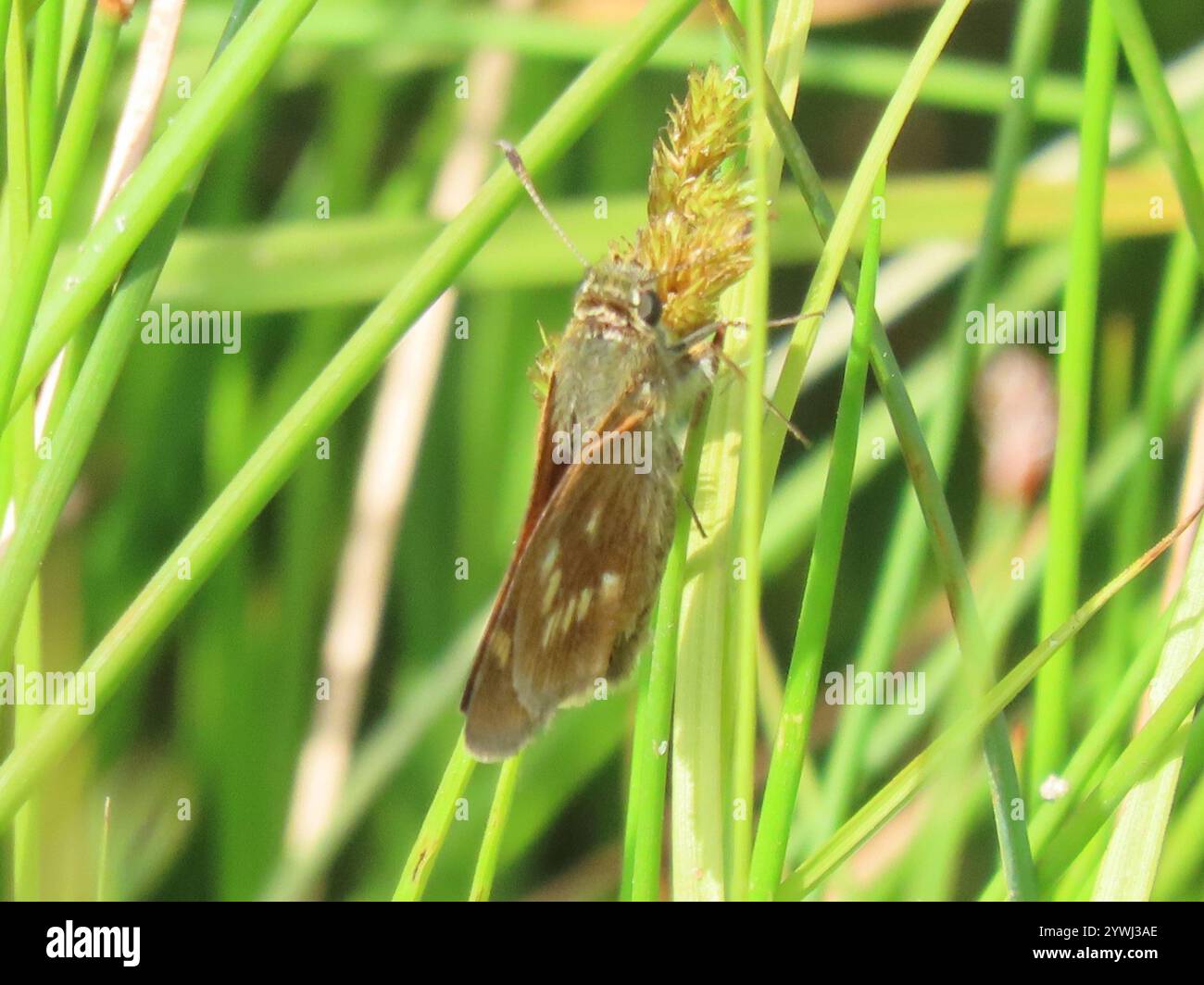 Long Dash (Polites mystic Stock Photo - Alamy