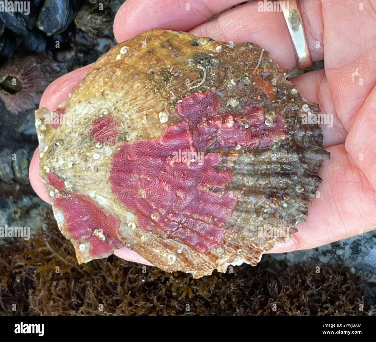 Crustose coralline algae (Lithothamnion Stock Photo - Alamy