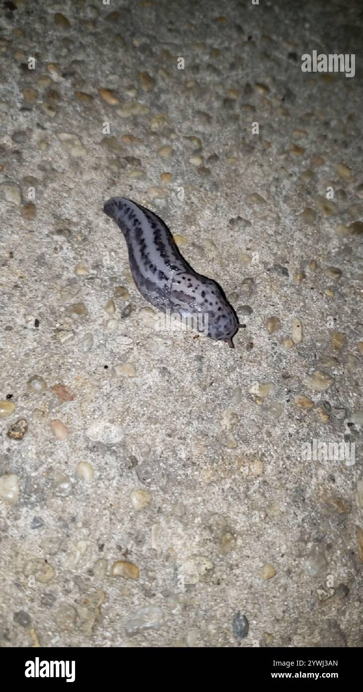 Leopard Slug (Limax maximus Stock Photo - Alamy