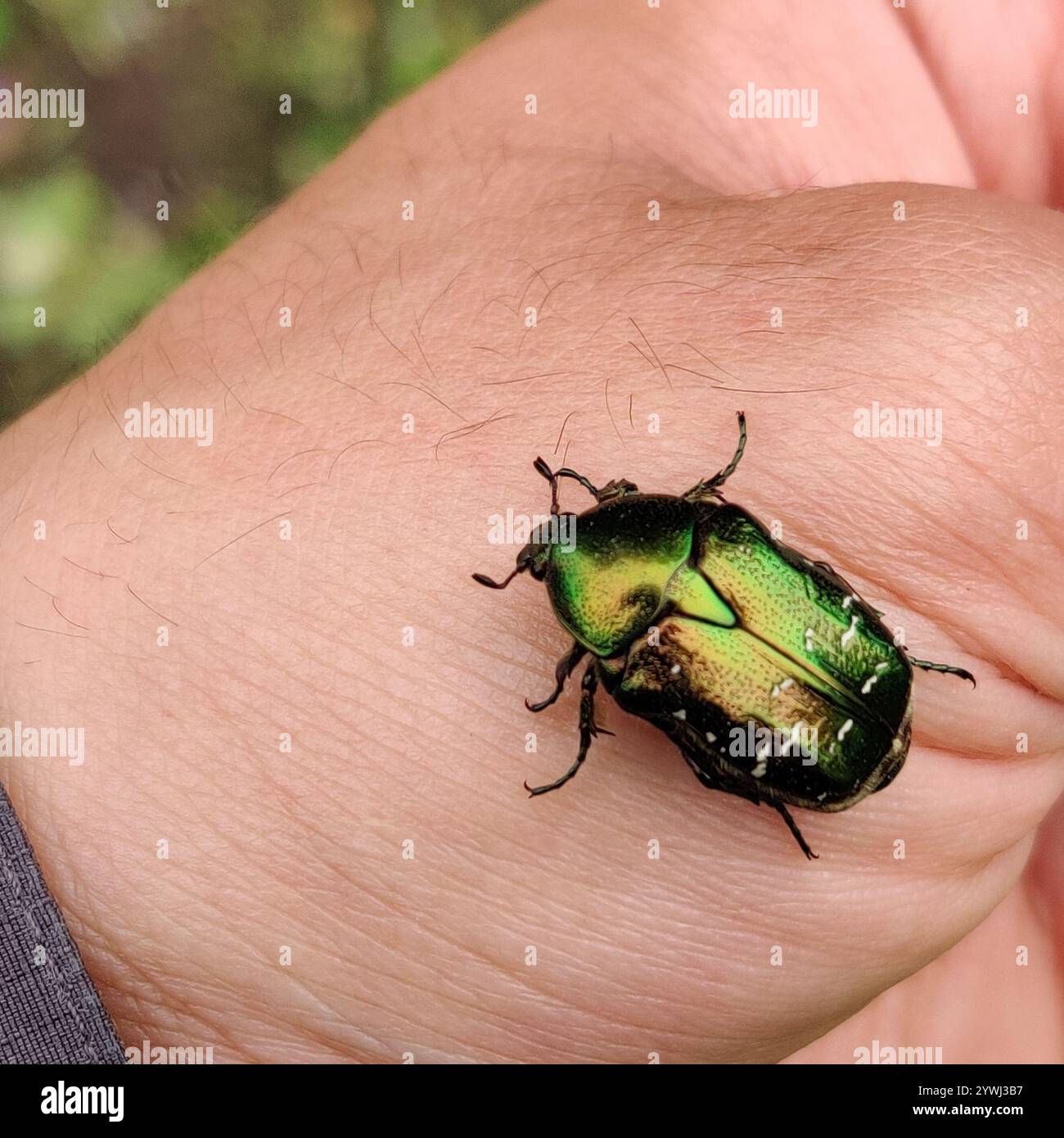 European Rose Chafer (Cetonia aurata Stock Photo - Alamy