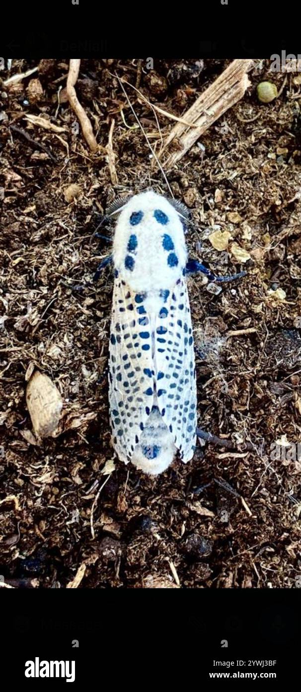 Wood Leopard Moth (Zeuzera pyrina Stock Photo - Alamy