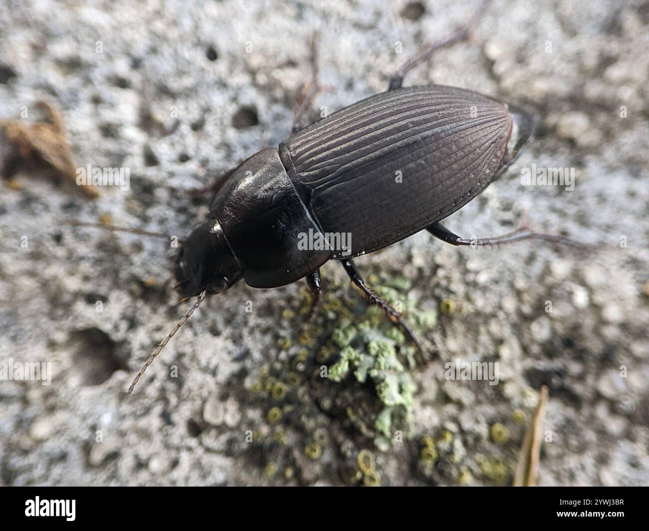 Rustic Harp Ground Beetle (Anisodactylus rusticus Stock Photo - Alamy