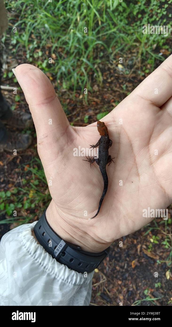 Yellow-headed Gecko (Gonatodes albogularis Stock Photo - Alamy