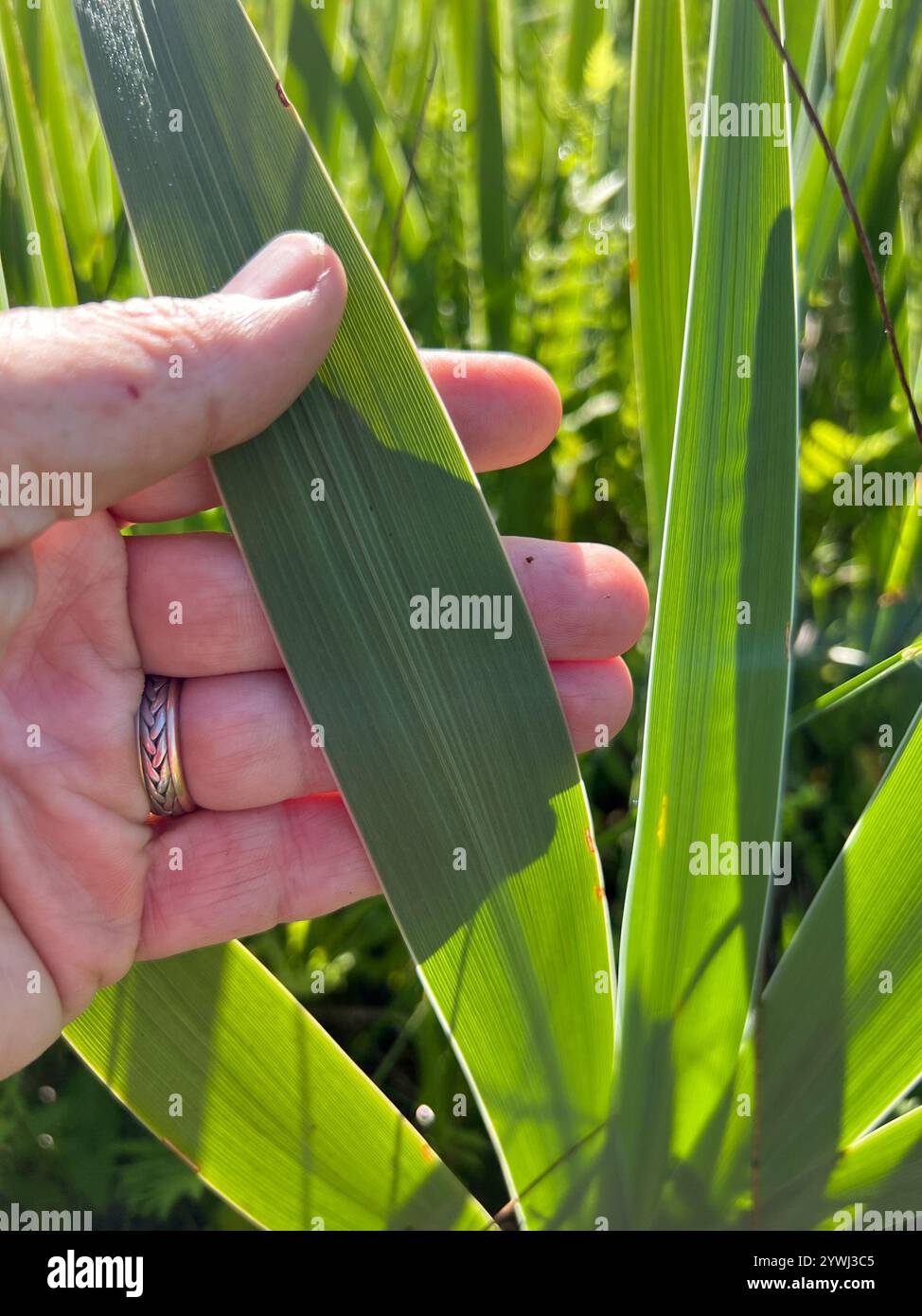Common Beardless Irises (Limniris Stock Photo - Alamy
