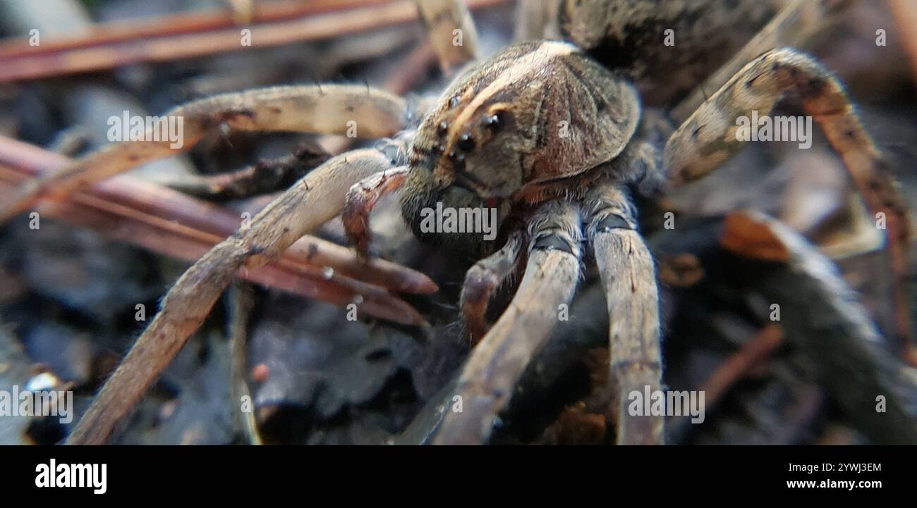 Georgia Wolf Spider (Tigrosa georgicola Stock Photo - Alamy