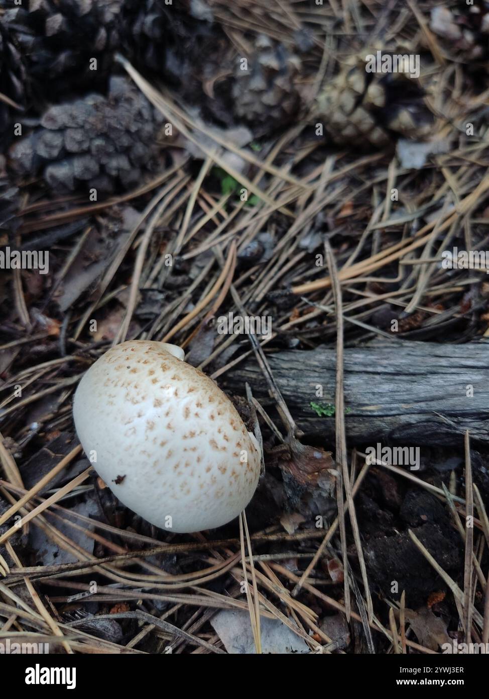 Trainwrecker (Neolentinus lepideus Stock Photo - Alamy