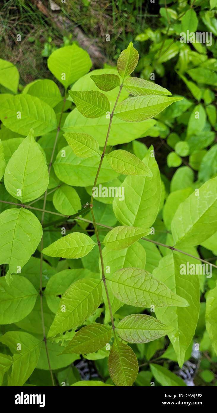 green ash (Fraxinus pennsylvanica Stock Photo - Alamy