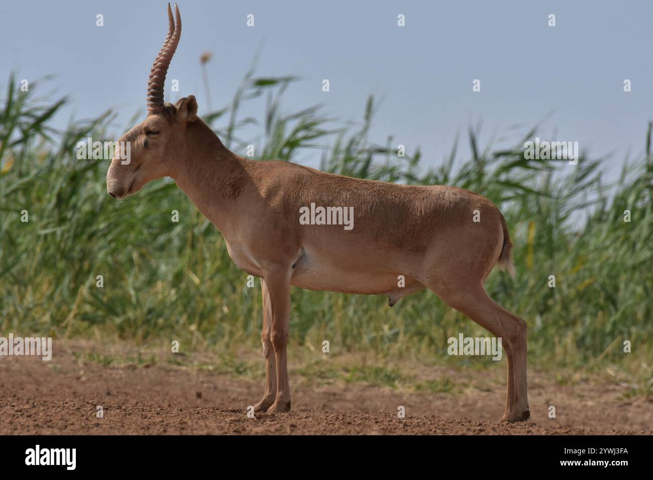 Russian Saiga (Saiga tatarica tatarica Stock Photo - Alamy
