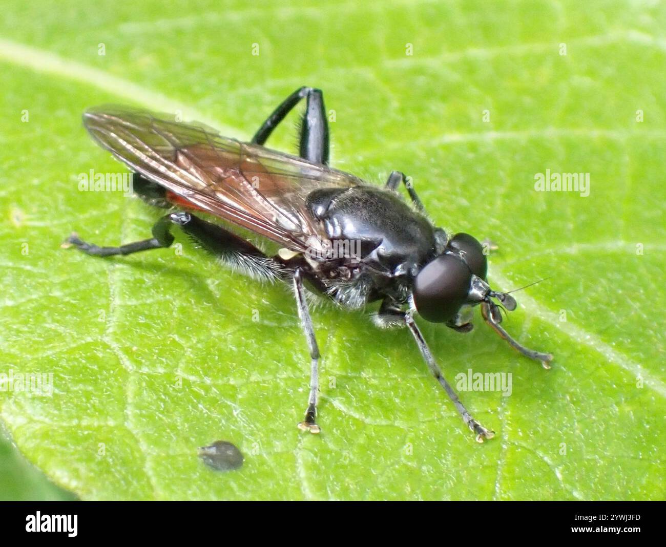 red-belted hoverfly (Brachypalpoides lentus Stock Photo - Alamy
