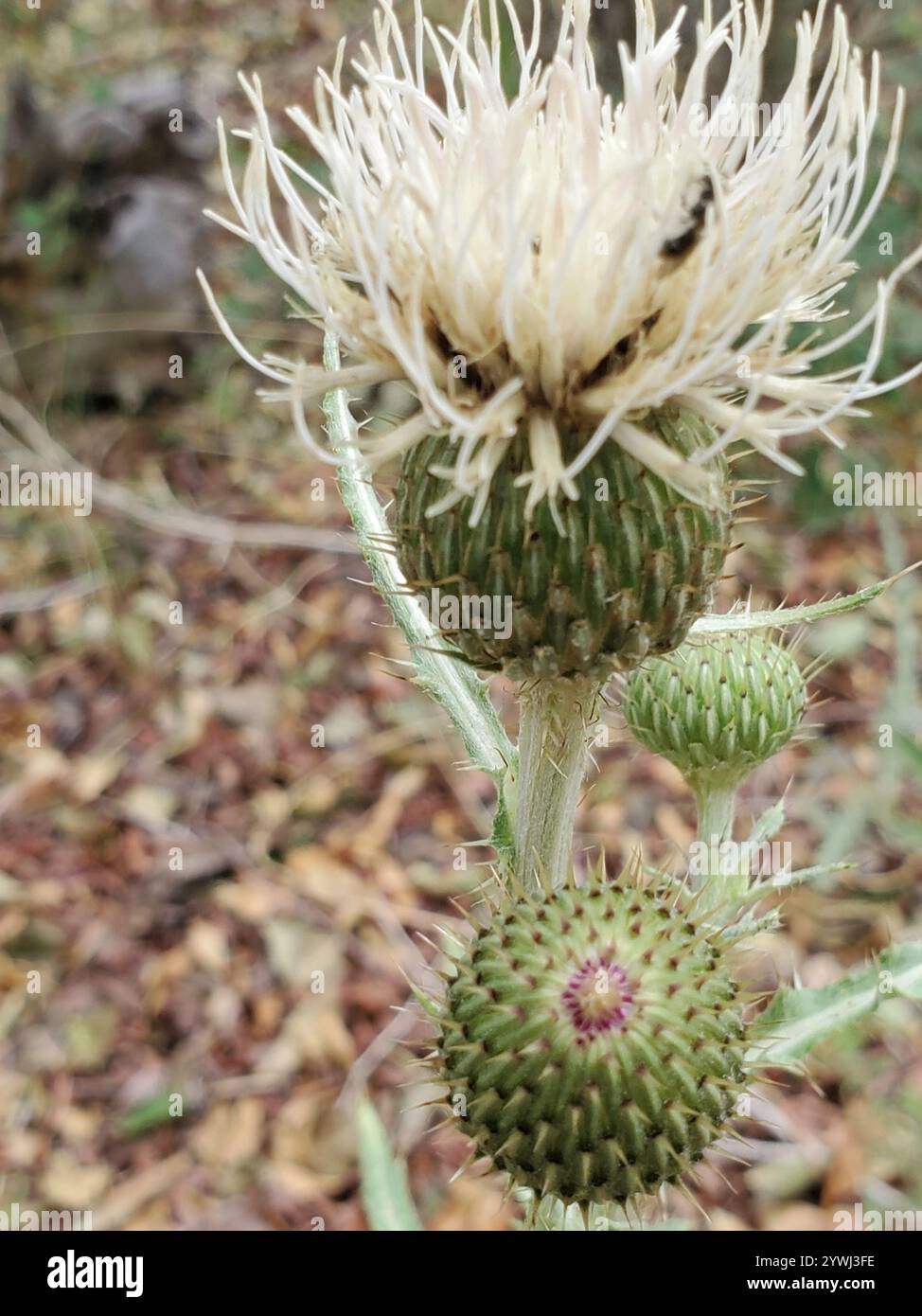 prairie thistle (Cirsium canescens Stock Photo - Alamy