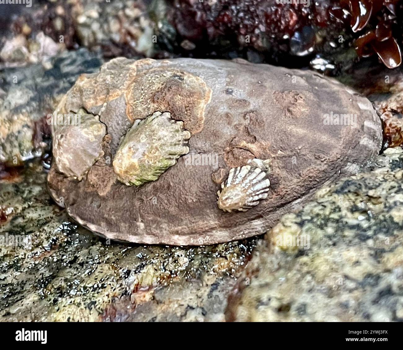 Owl Limpet (Lottia gigantea Stock Photo - Alamy