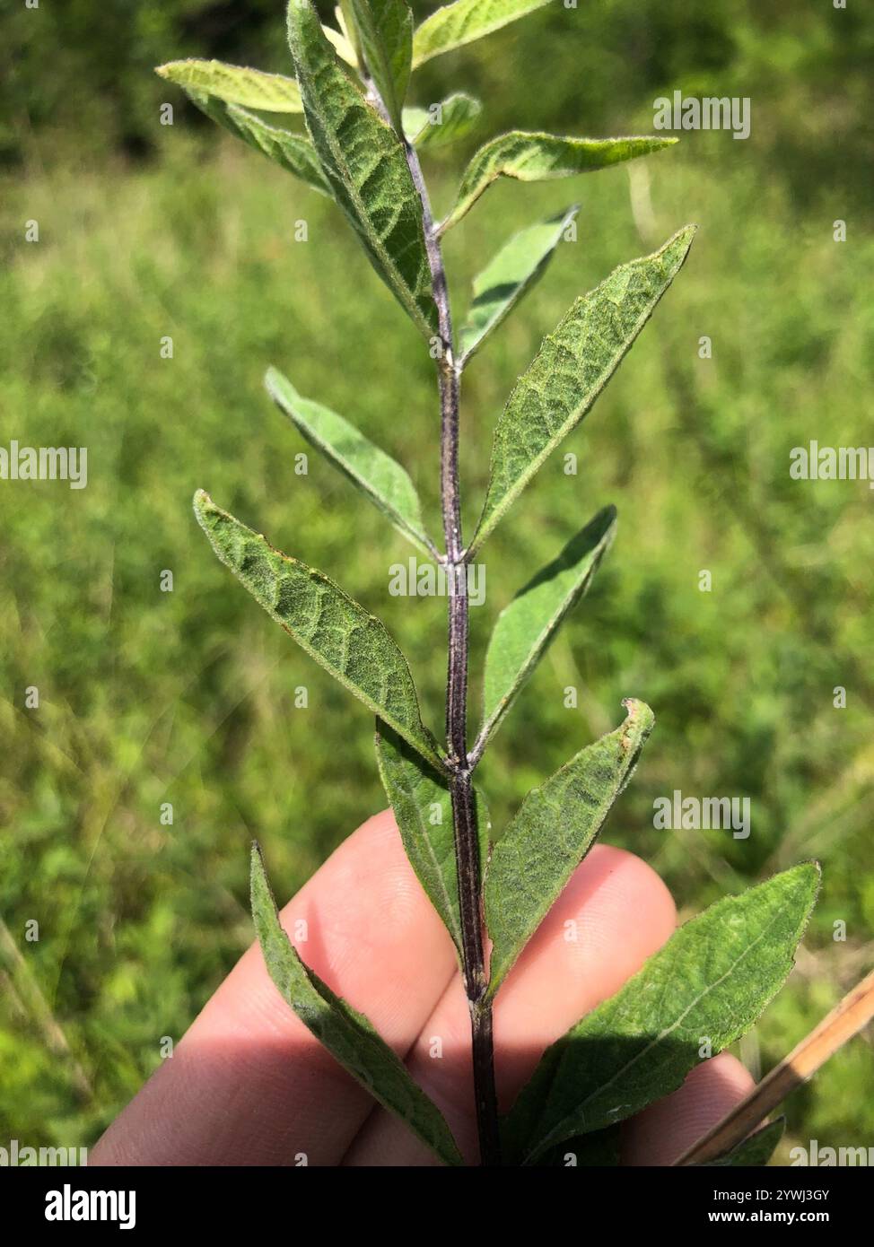 Prairie Sage (Salvia azurea grandiflora Stock Photo - Alamy