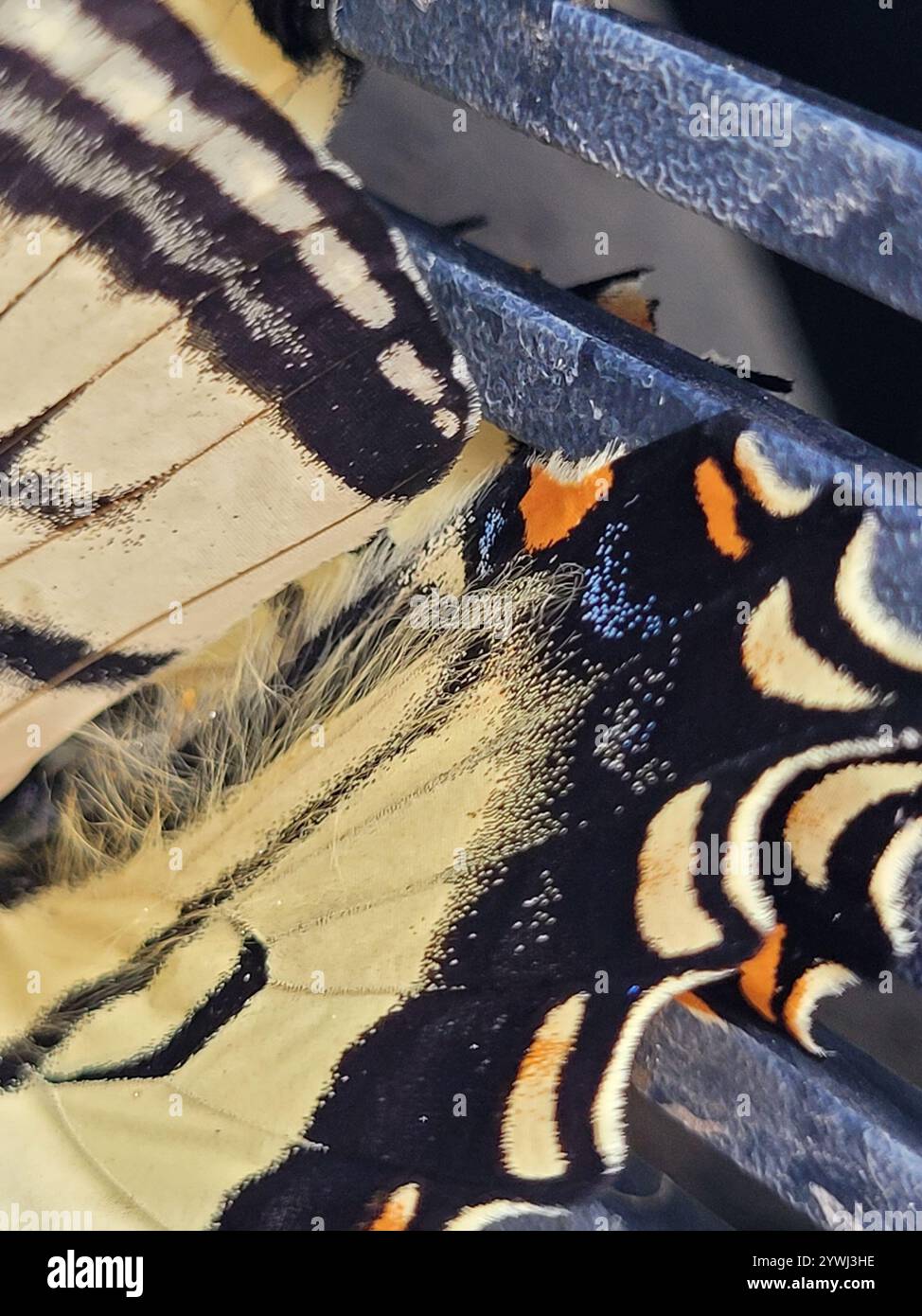 Canadian Tiger Swallowtail (Papilio canadensis Stock Photo - Alamy