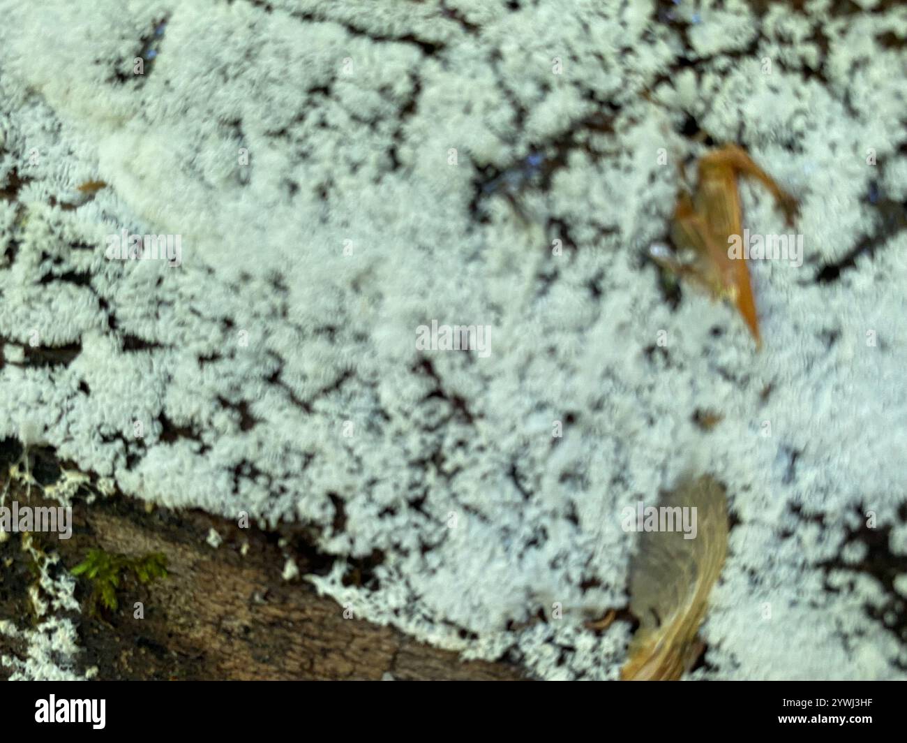 Common Coral Slime (Ceratiomyxa fruticulosa Stock Photo - Alamy