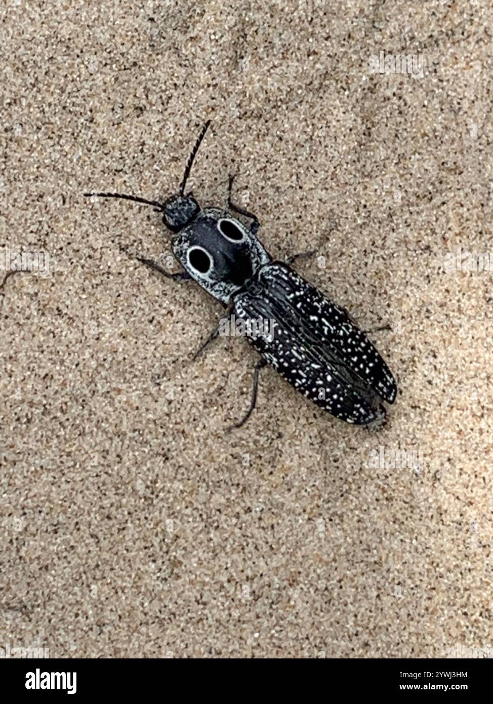 Eastern Eyed Click Beetle (Alaus oculatus Stock Photo - Alamy