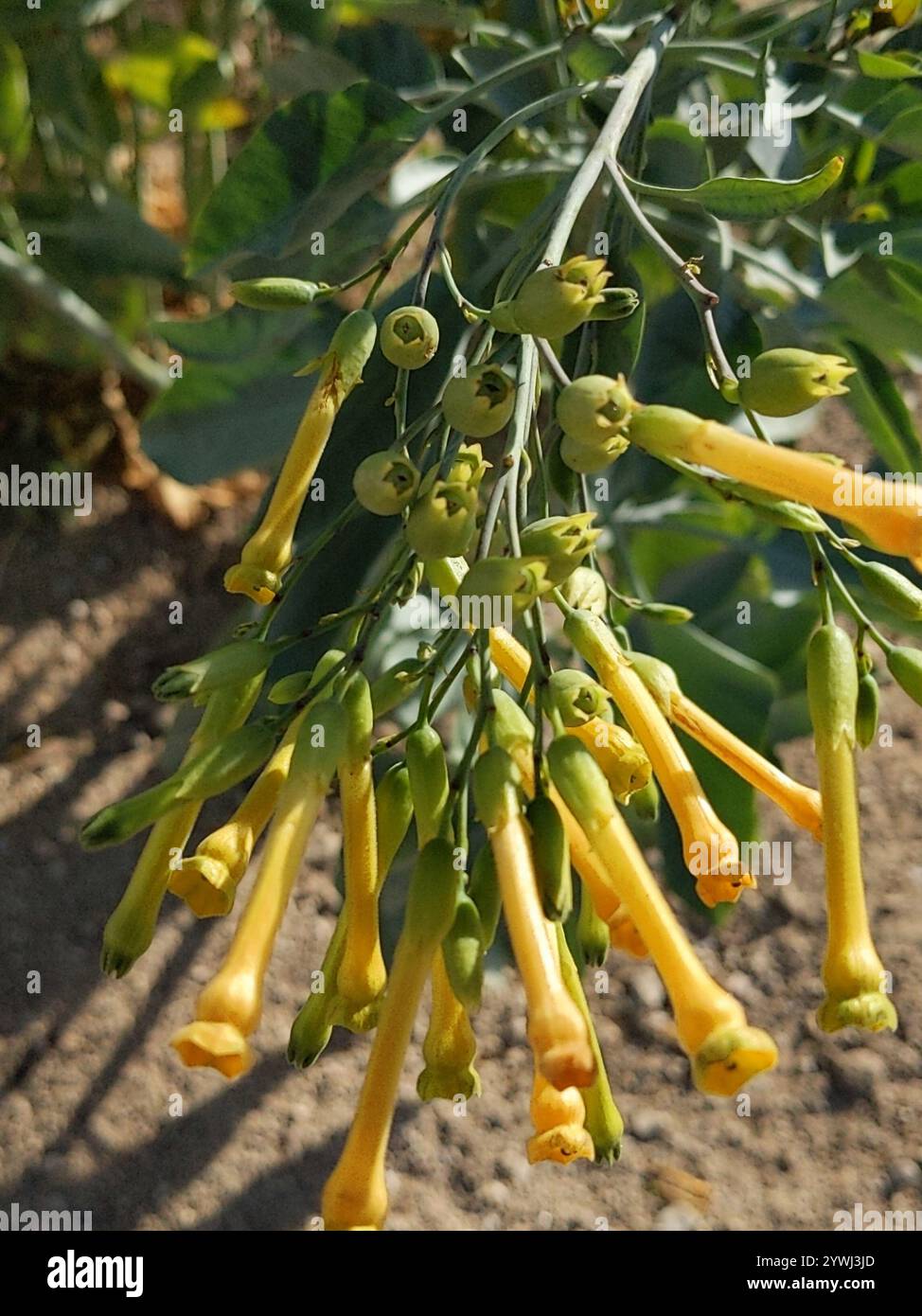tree tobacco (Nicotiana glauca Stock Photo - Alamy
