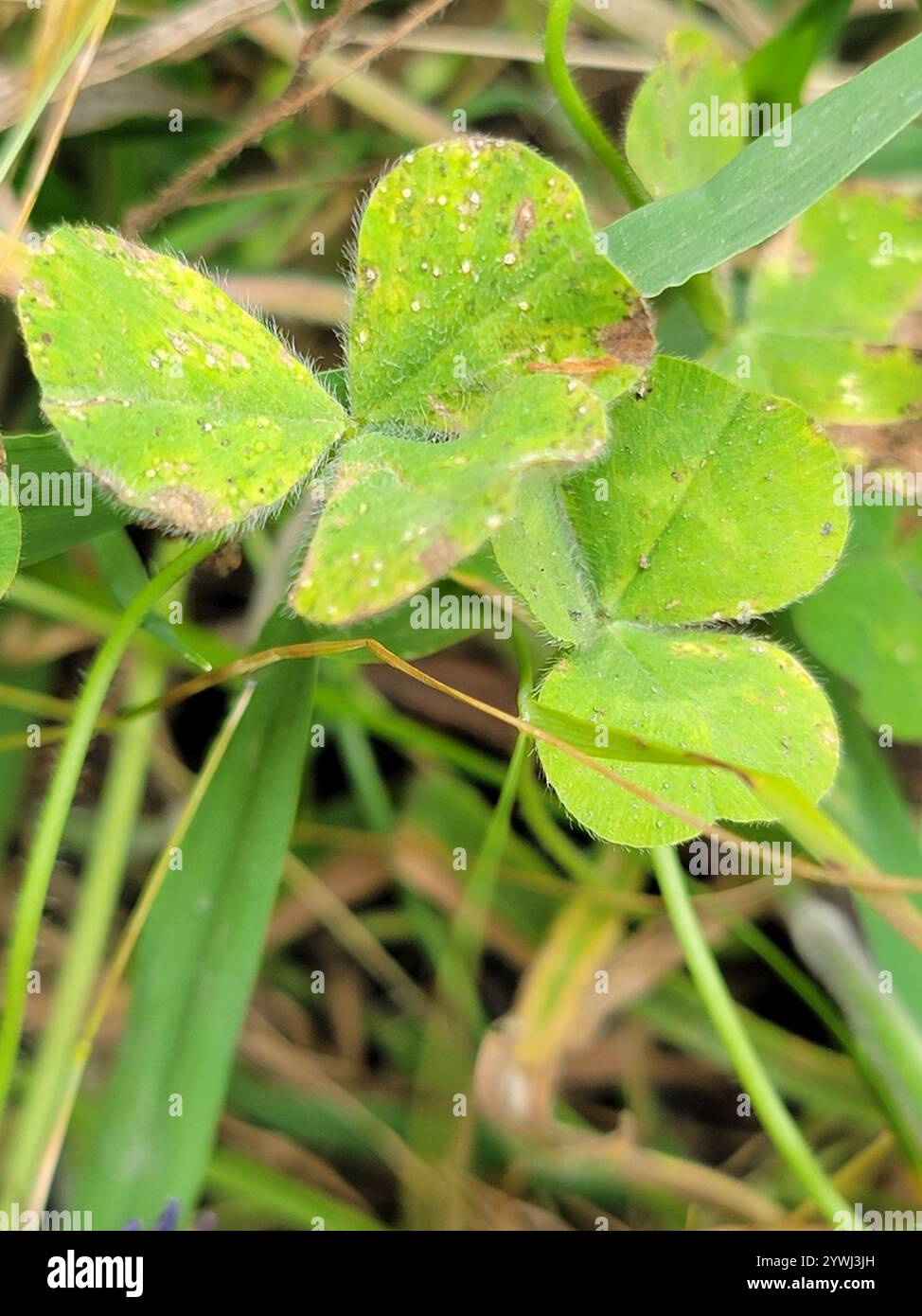 Subterranean Clover (Trifolium subterraneum Stock Photo - Alamy