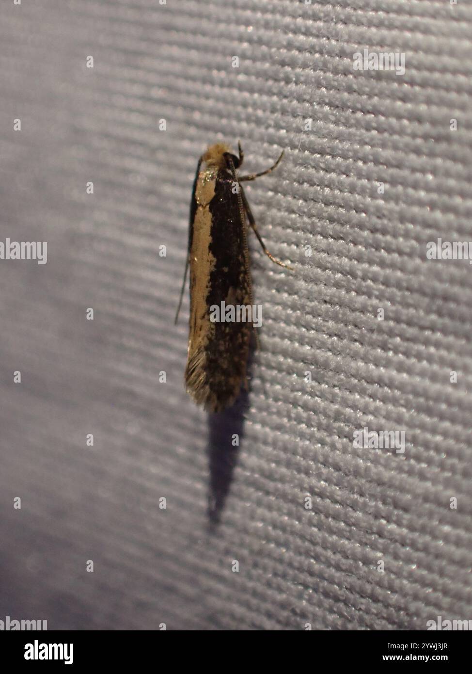 Bird Nest Moth (Monopis crocicapitella Stock Photo - Alamy