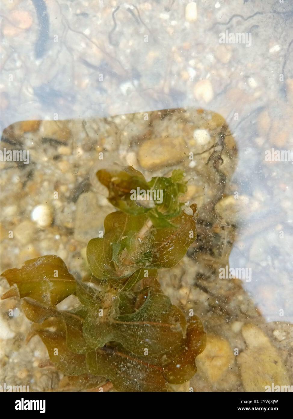 Perfoliate Pondweed (Potamogeton perfoliatus Stock Photo - Alamy