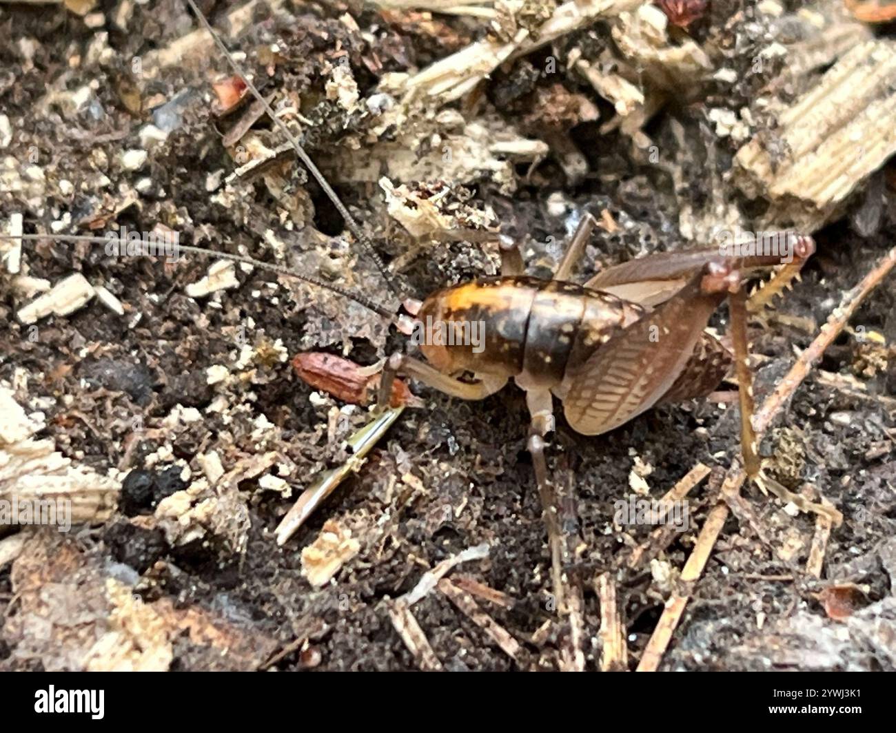 Camel Crickets (Ceuthophilus Stock Photo - Alamy