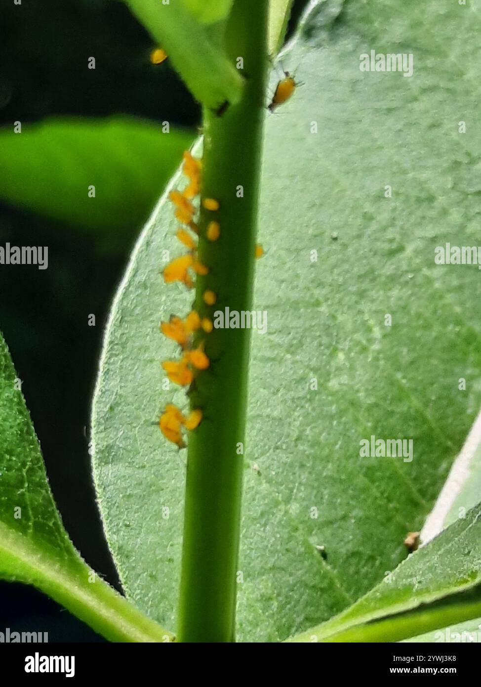 Oleander aphid aphis nerii hi-res stock photography and images - Alamy