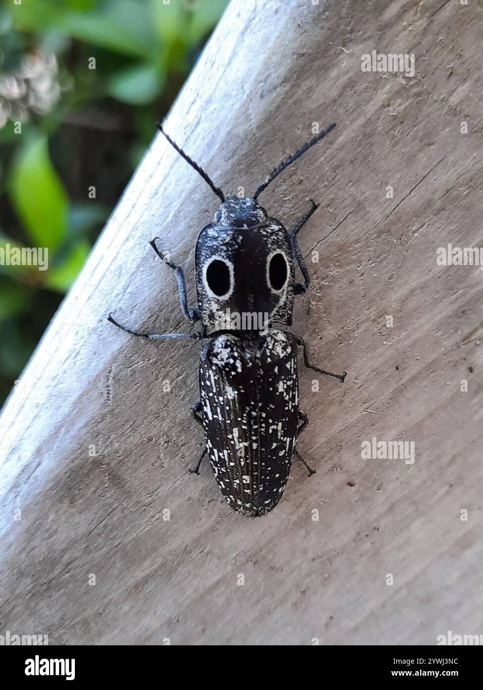 Eastern Eyed Click Beetle (Alaus oculatus Stock Photo - Alamy