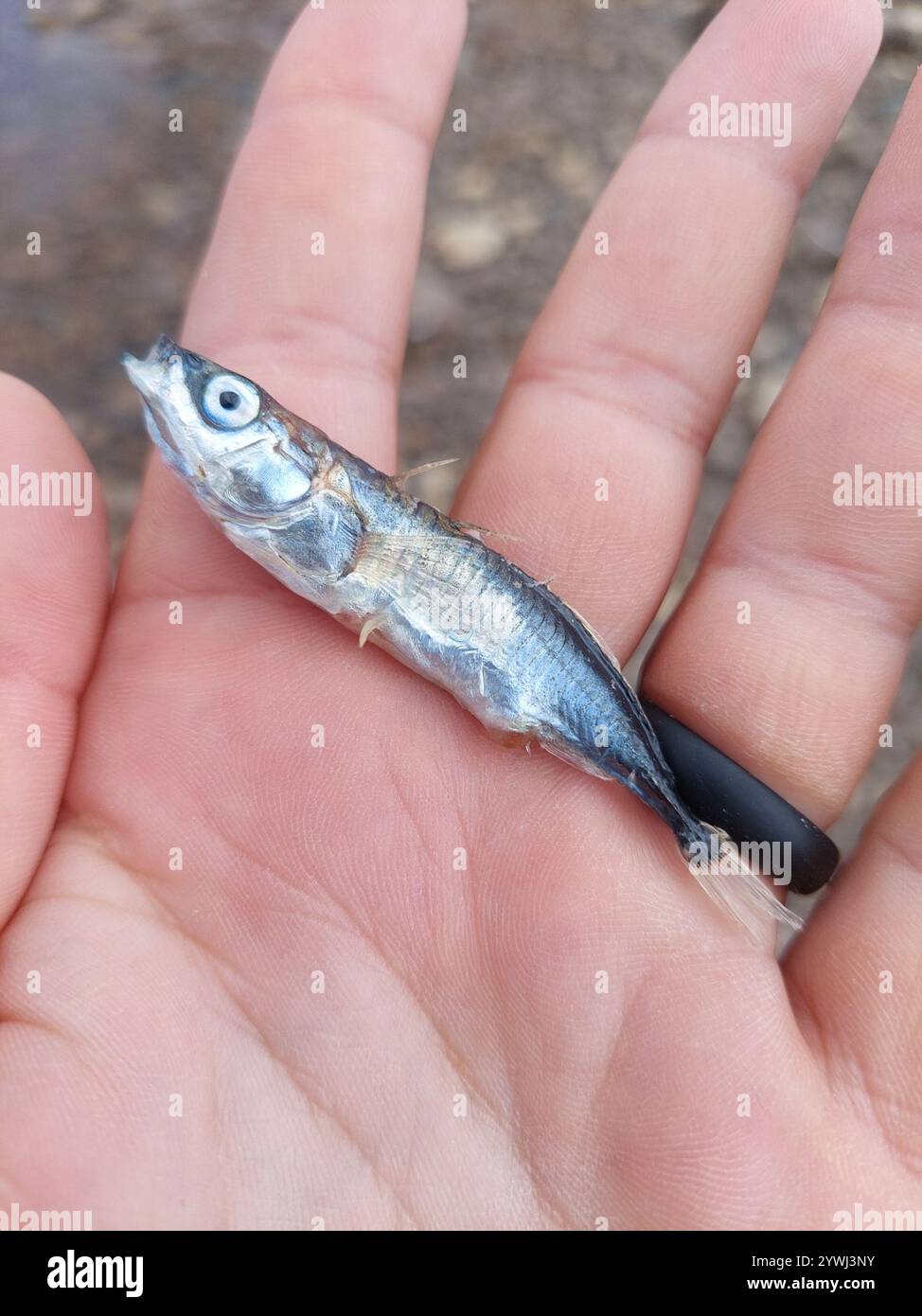 Threespine Stickleback (Gasterosteus aculeatus Stock Photo - Alamy