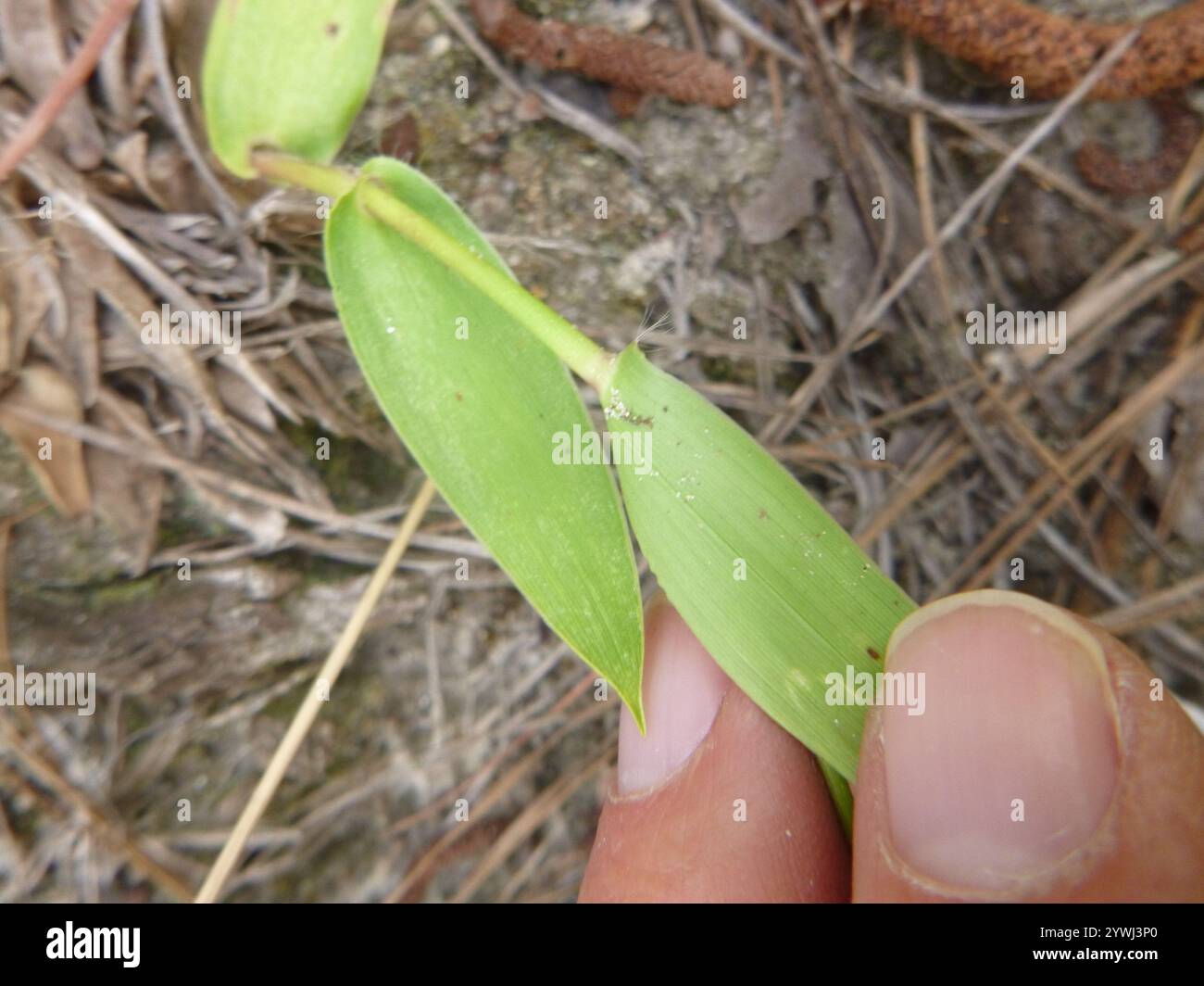 round-fruited rosette-panicgrass (Dichanthelium sphaerocarpon Stock ...