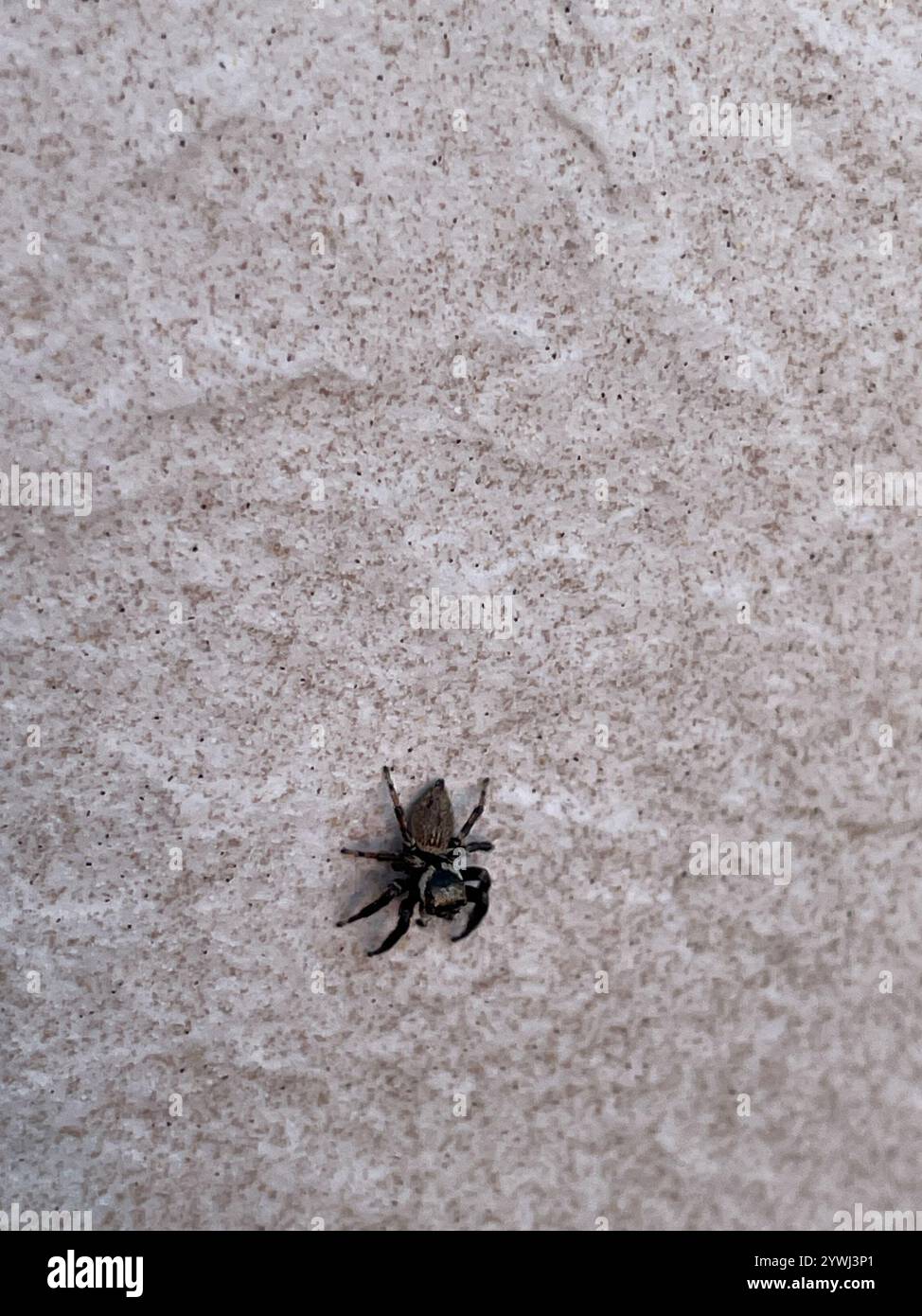Mediterranean white-banded spider (Evarcha jucunda Stock Photo - Alamy
