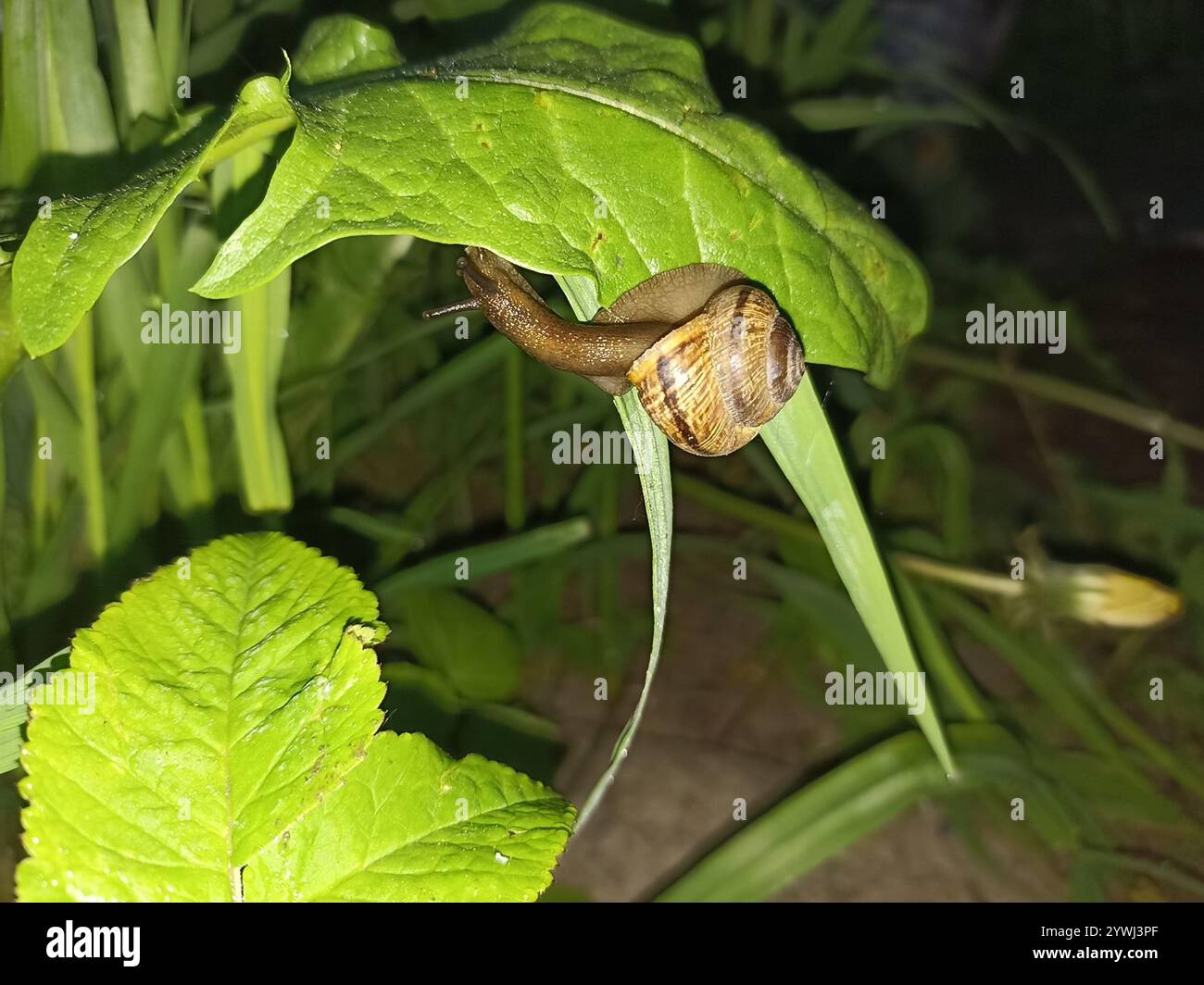 Copse Snail (Arianta arbustorum Stock Photo - Alamy