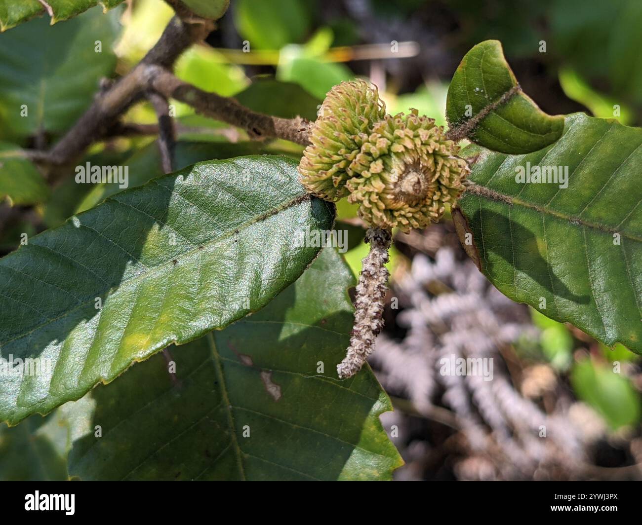 Tanoak (Notholithocarpus densiflorus Stock Photo - Alamy