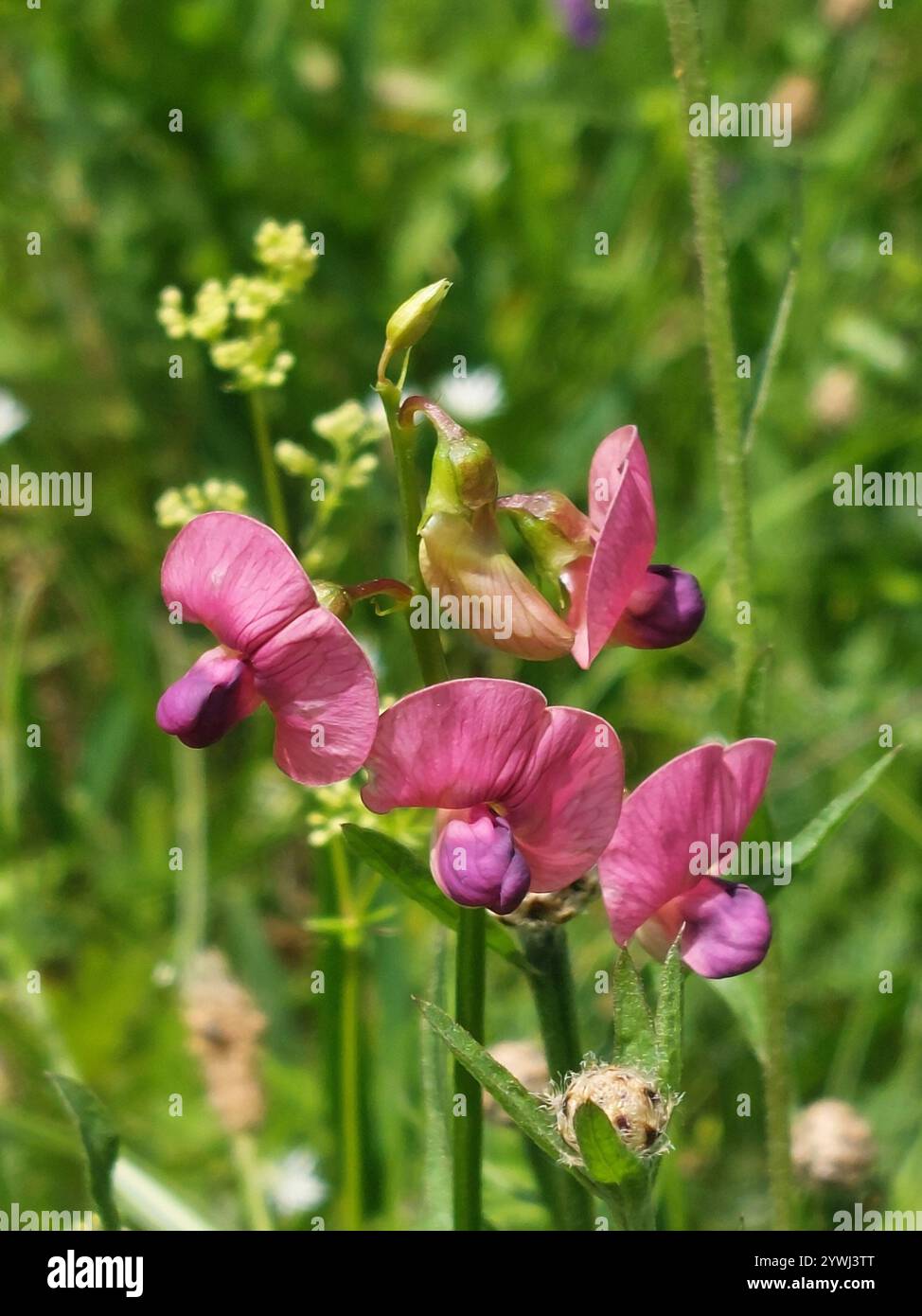 Narrow-leaved Everlasting-pea (Lathyrus sylvestris Stock Photo - Alamy