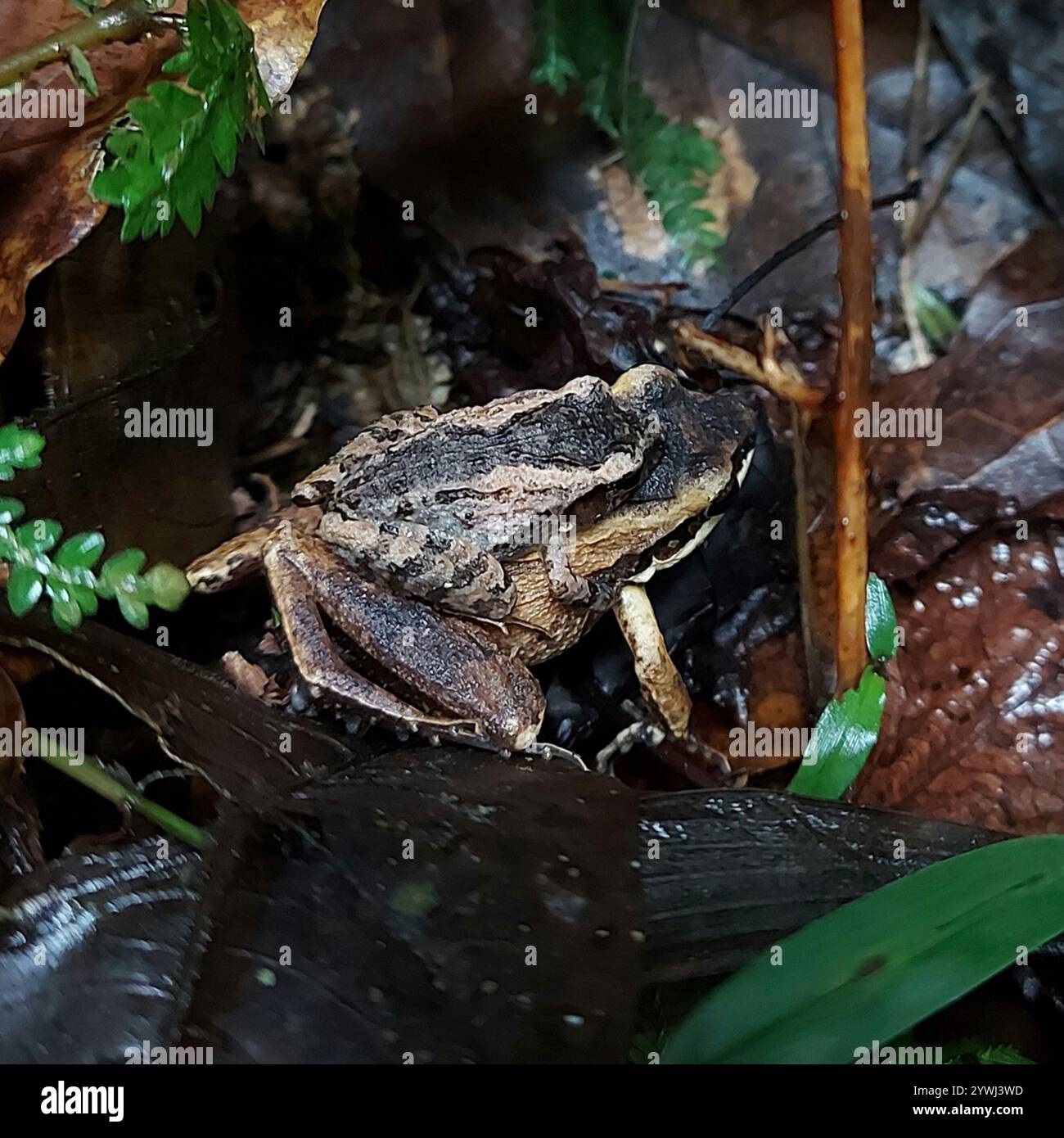 Northern Rainfrogs (Craugastor Stock Photo - Alamy
