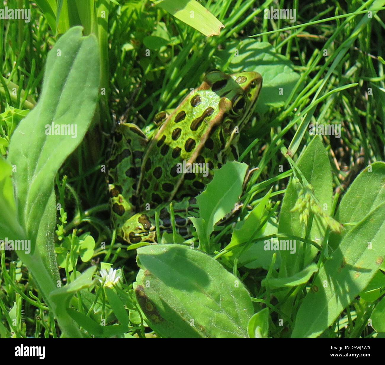 Northern Leopard Frog (Lithobates pipiens Stock Photo - Alamy
