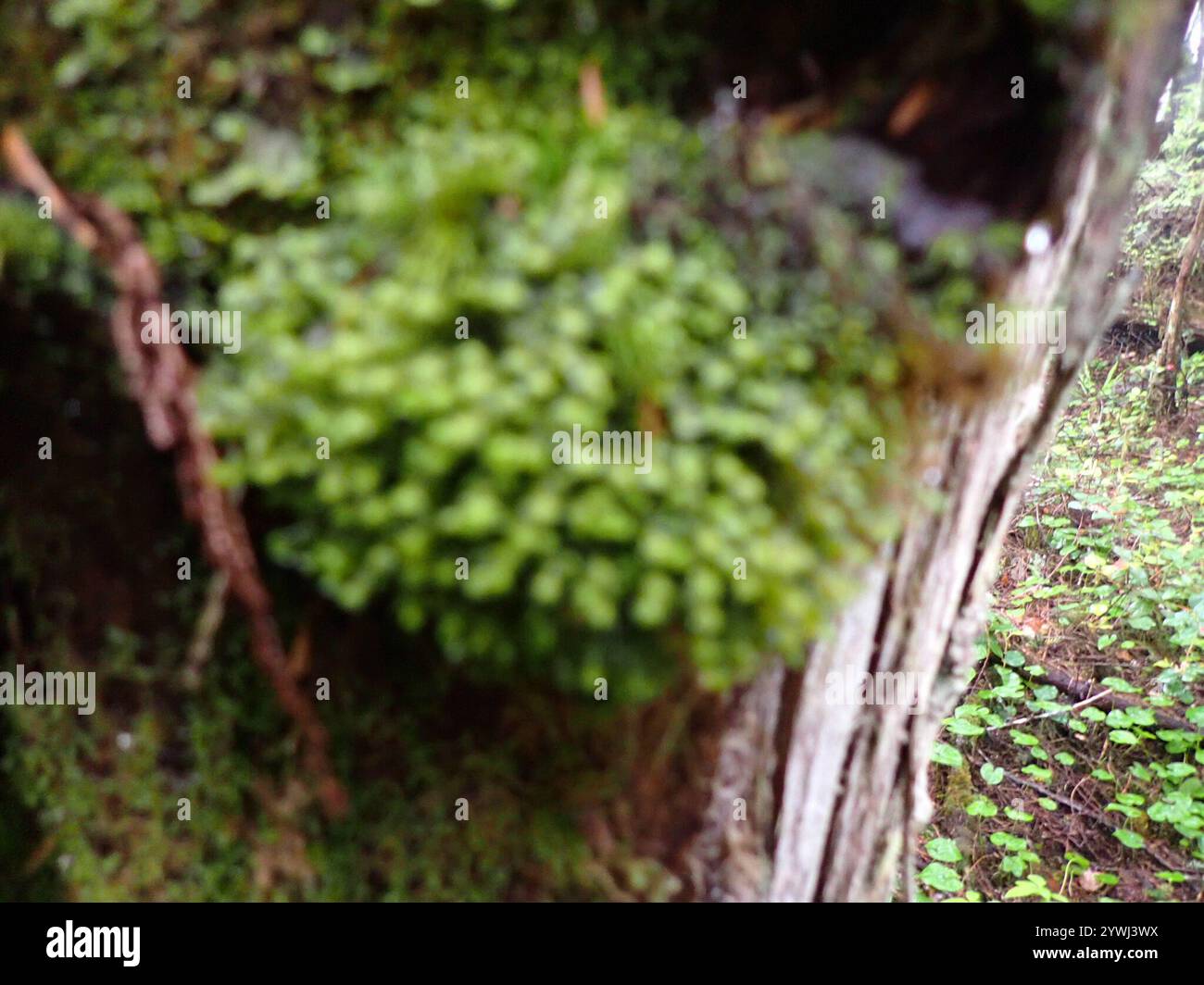 Yellow-ladle Liverwort (Scapania bolanderi Stock Photo - Alamy